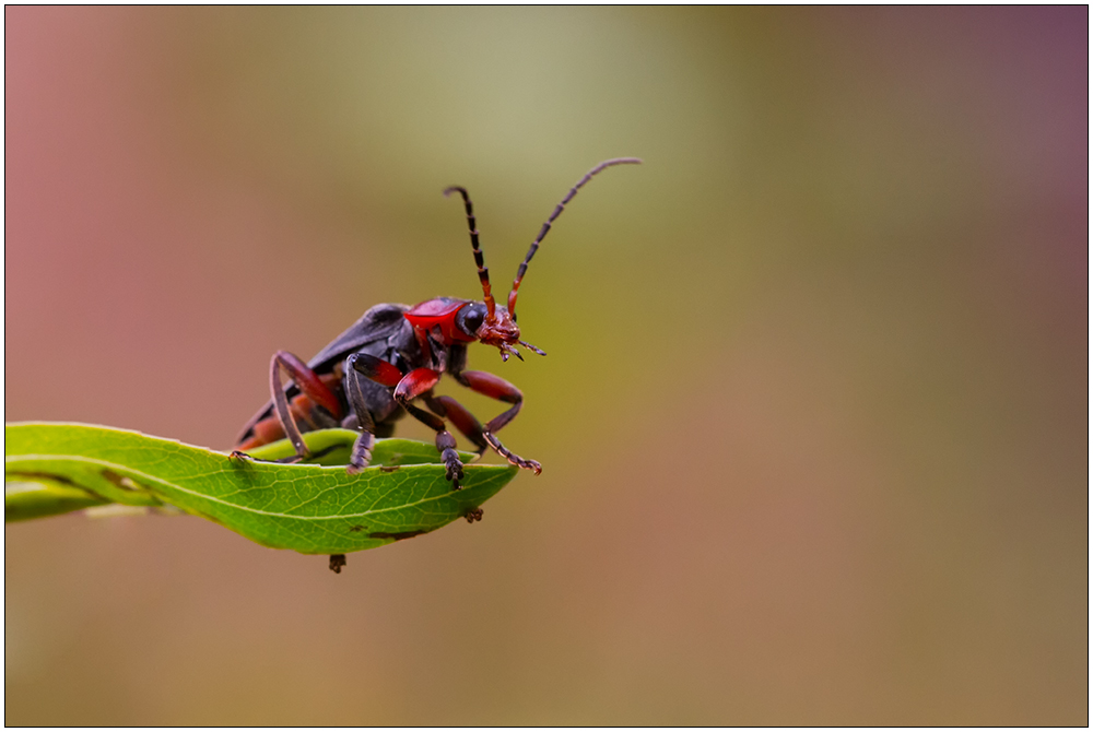 Karl der Käfer Foto & Bild | tiere, wildlife, insekten Bilder auf ...