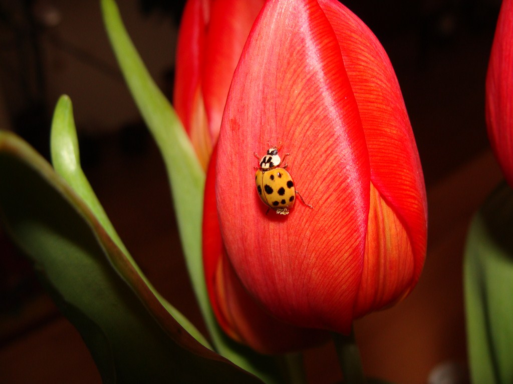 Karl der Käfer Foto & Bild | natur-kreativ, natur Bilder auf fotocommunity