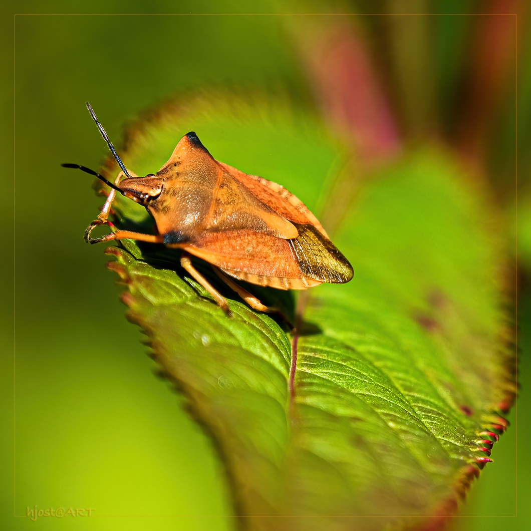 Karl der Käfer ... Foto & Bild | fotos, makro, natur Bilder auf ...