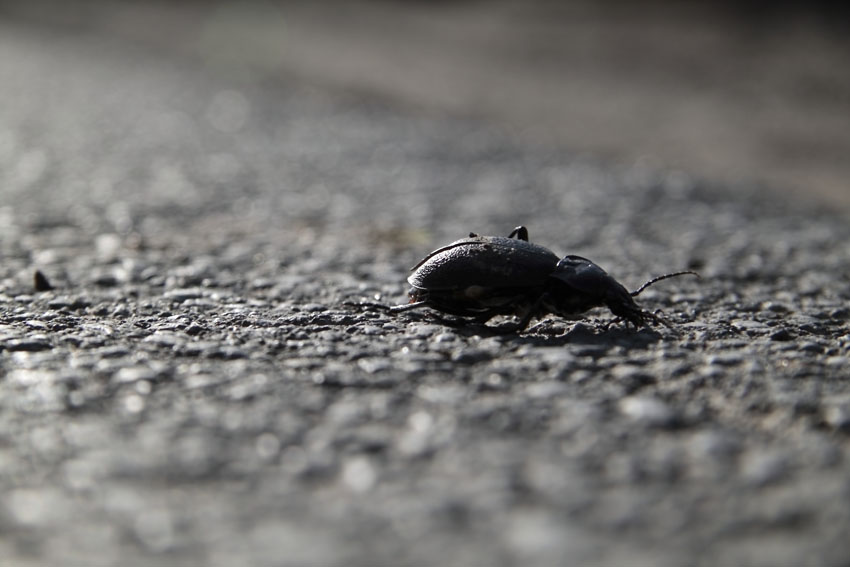 Karl der Käfer Foto & Bild | tiere, wildlife, insekten Bilder auf ...