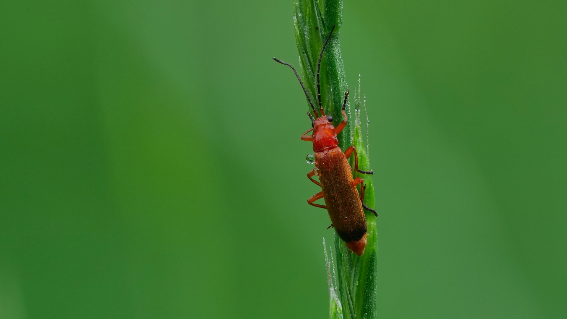 Karl der Käfer Foto & Bild | nah- & makro, tiere, wildlife Bilder auf ...