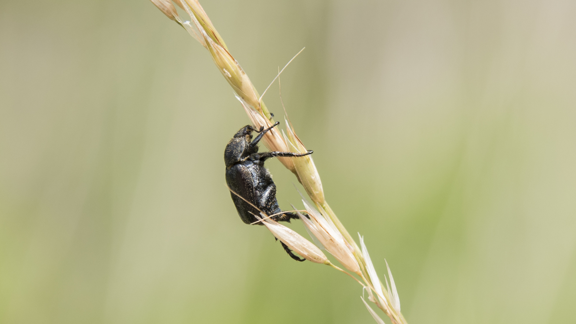 Karl der Käfer Foto & Bild | fotos, natur, insekten Bilder auf ...