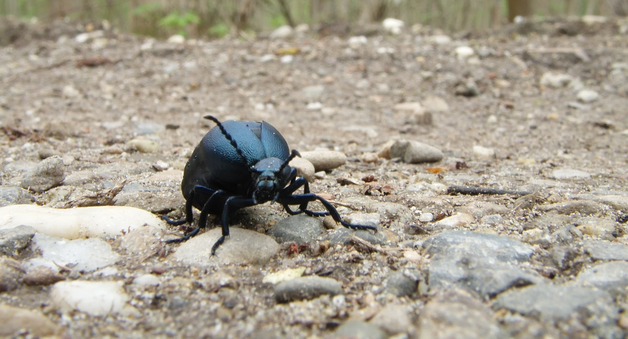 Karl, der Käfer Foto & Bild | tiere, wildlife, insekten Bilder auf ...