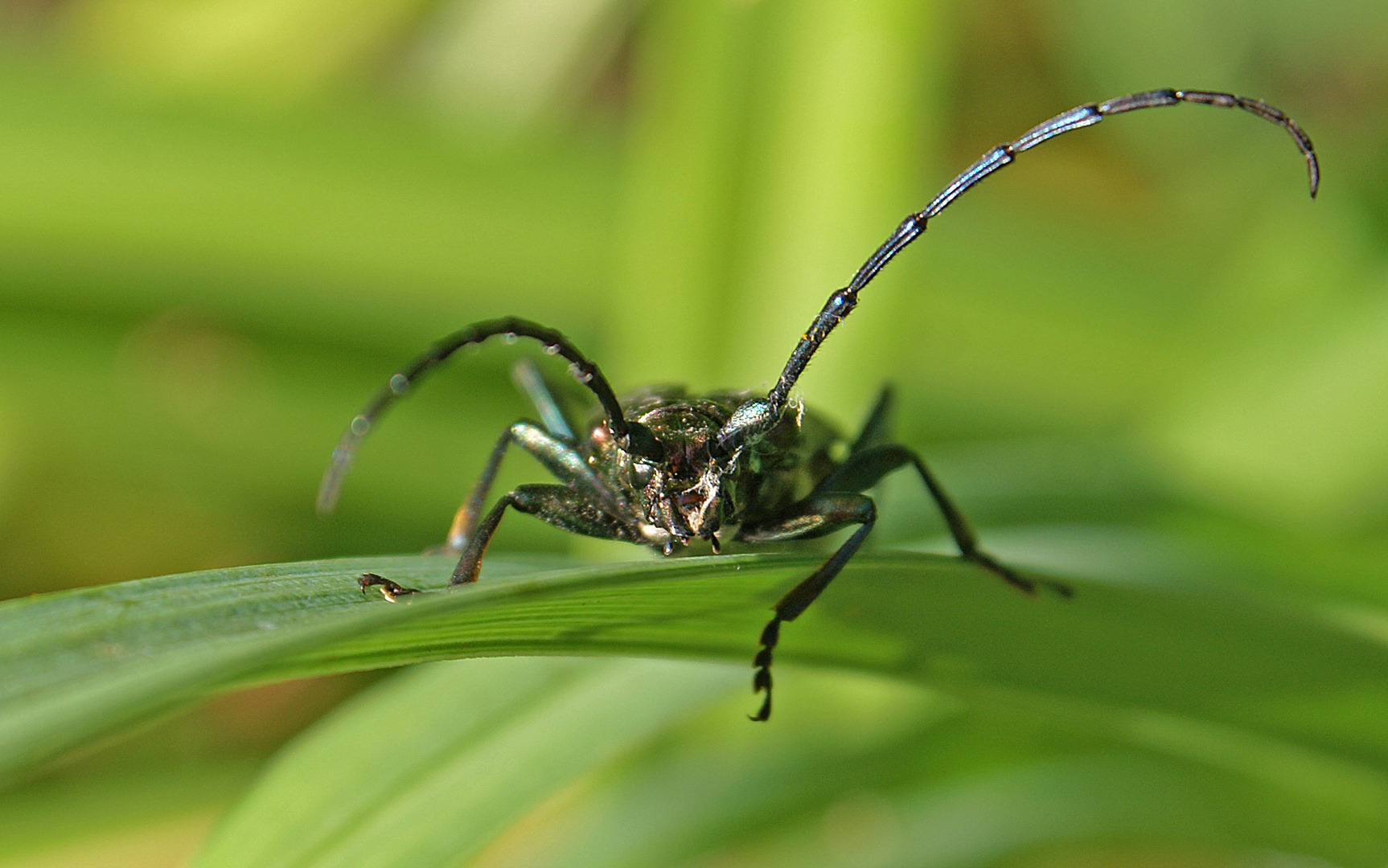 Karl - der Käfer... Foto & Bild | tiere, wildlife, insekten Bilder auf ...