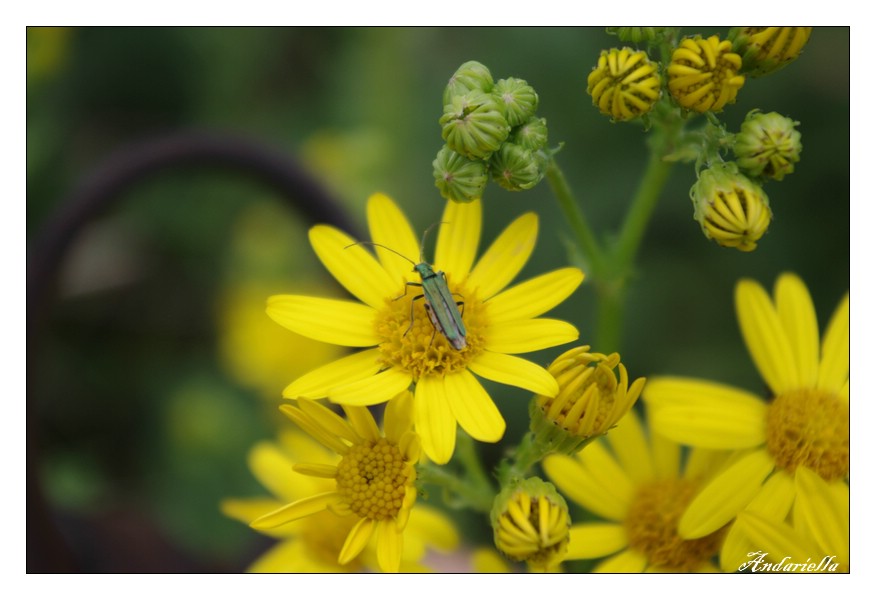 Karl der Käfer Foto & Bild | natur Bilder auf fotocommunity