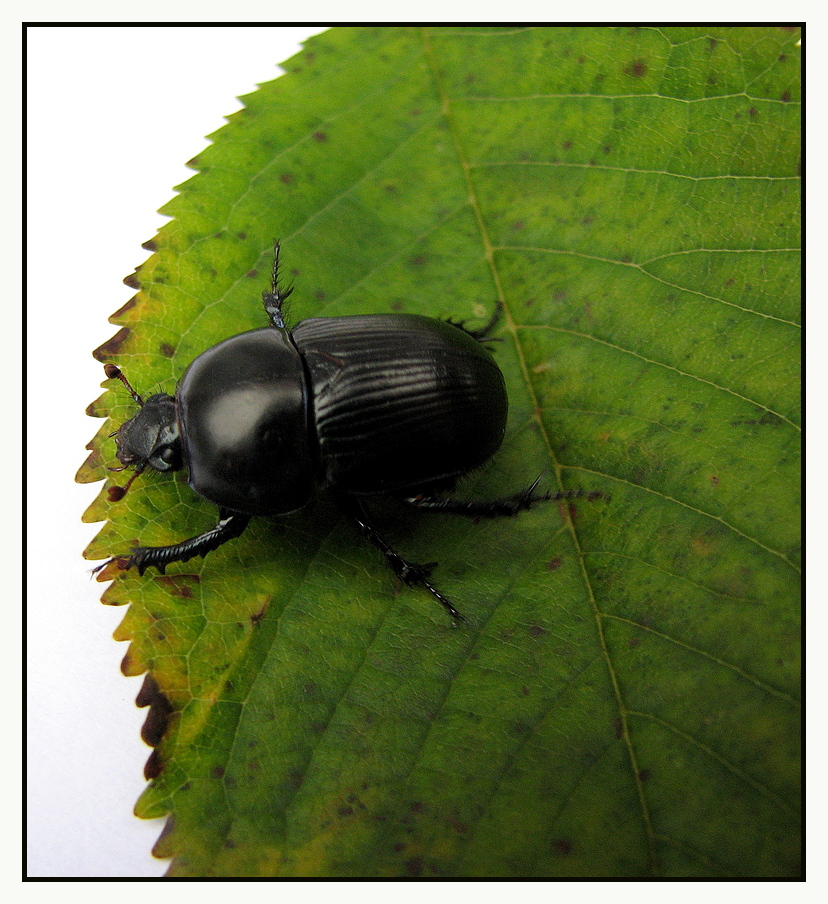 Karl der Käfer Foto & Bild | tiere, wildlife, insekten Bilder auf ...