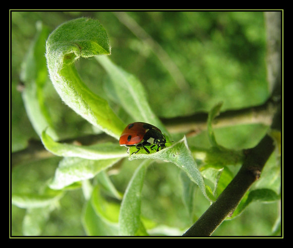 Karl der Käfer Foto & Bild | tiere, wildlife, insekten Bilder auf ...