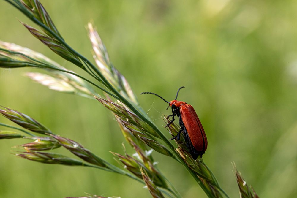 Karl der Käfer :-) Foto & Bild | tiere, wildlife, insekten Bilder auf ...