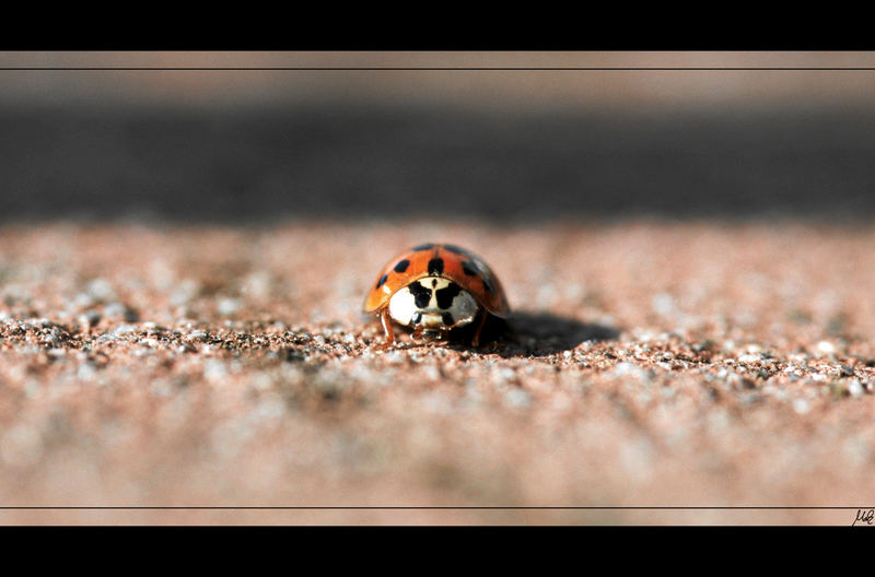 Karl der Käfer.... Foto & Bild | tiere, wildlife, insekten Bilder auf ...