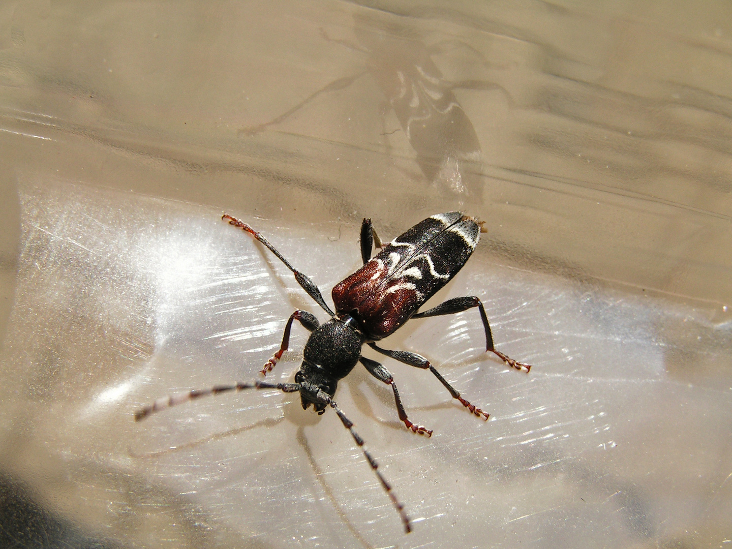 Karl der Käfer Foto & Bild | tiere, wildlife, insekten Bilder auf ...