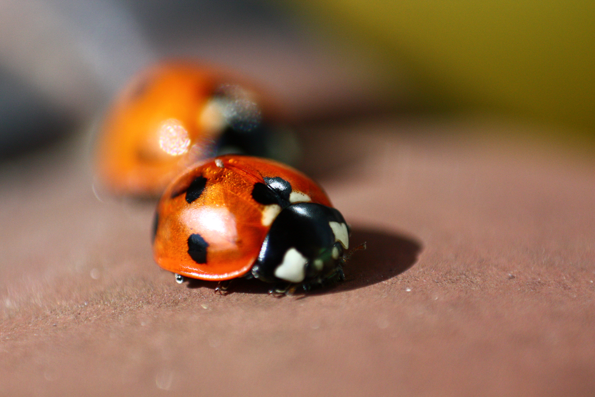 karl der käfer Foto & Bild | tiere, wildlife, insekten Bilder auf ...
