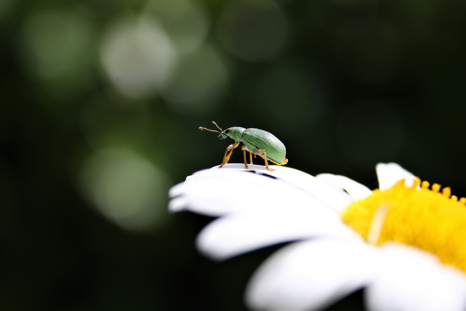 Karl ... der Käfer Foto & Bild | tiere, wildlife, insekten Bilder auf ...