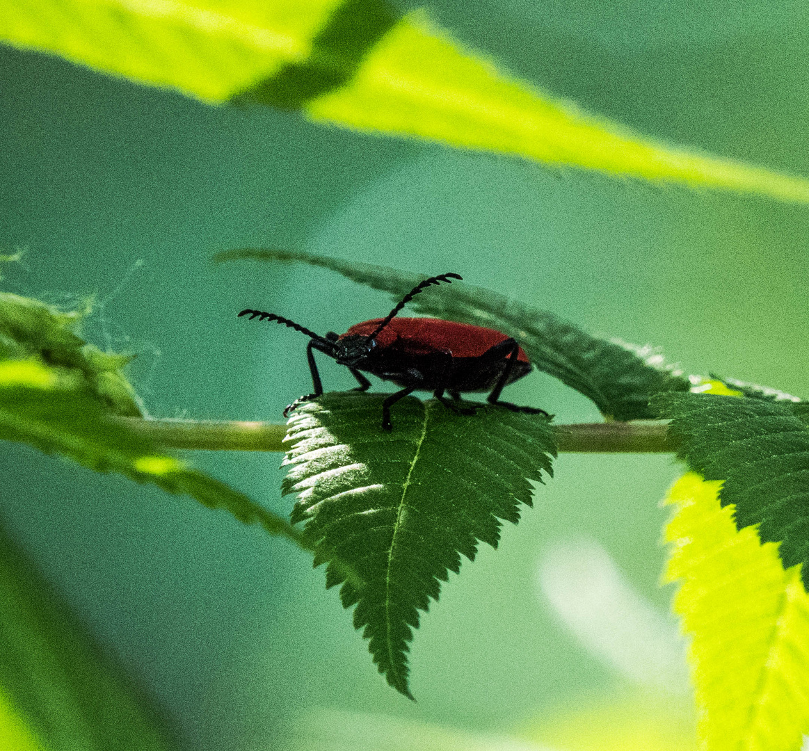 karl der käfer Foto & Bild | natur-makros, natur-kreativ ...
