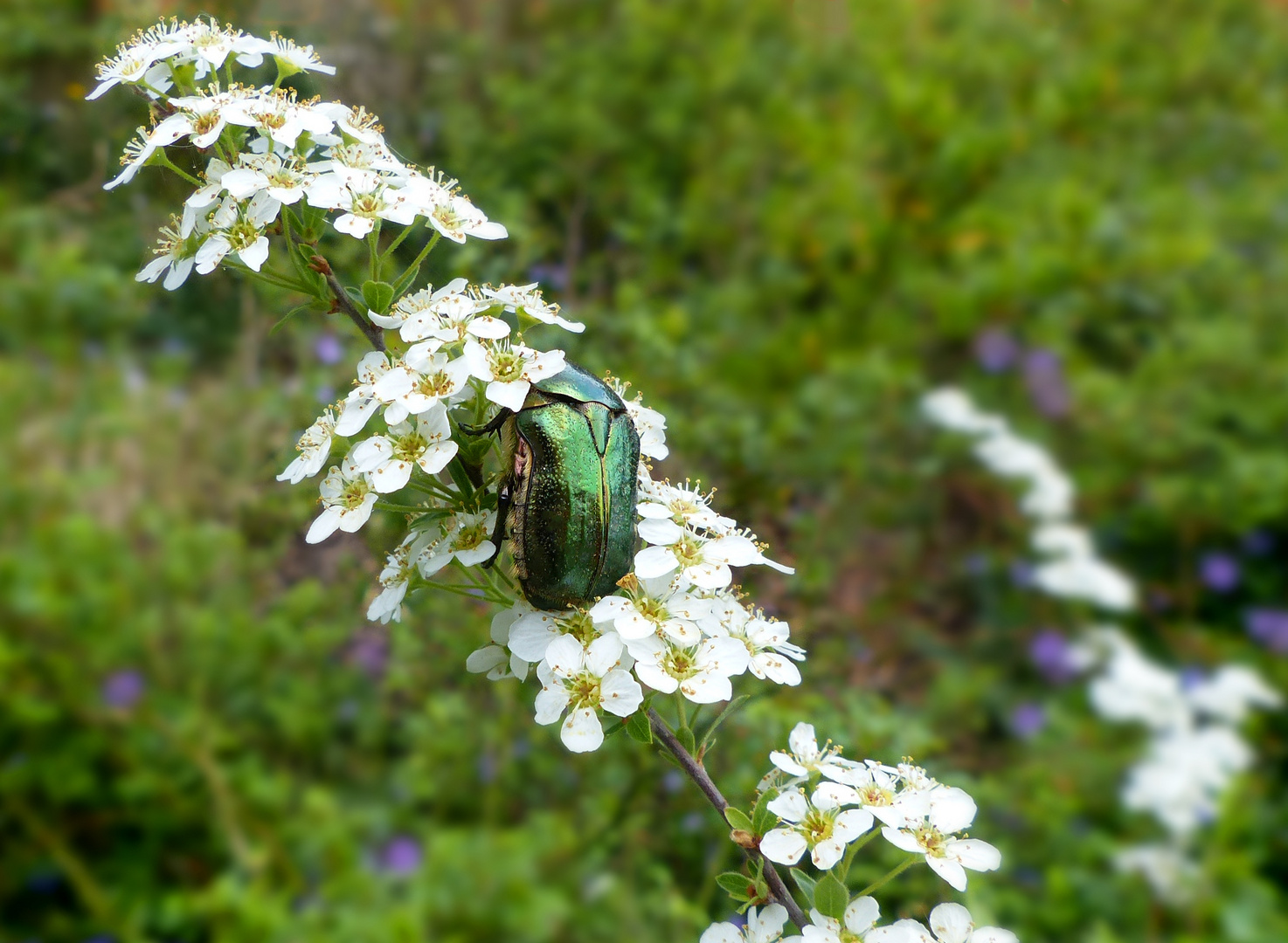 Karl der Käfer Foto & Bild | nah- & makro, tiere, wildlife Bilder auf ...