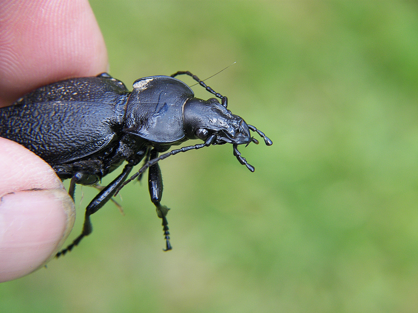 Karl der Käfer Foto & Bild | tiere, wildlife, insekten Bilder auf ...