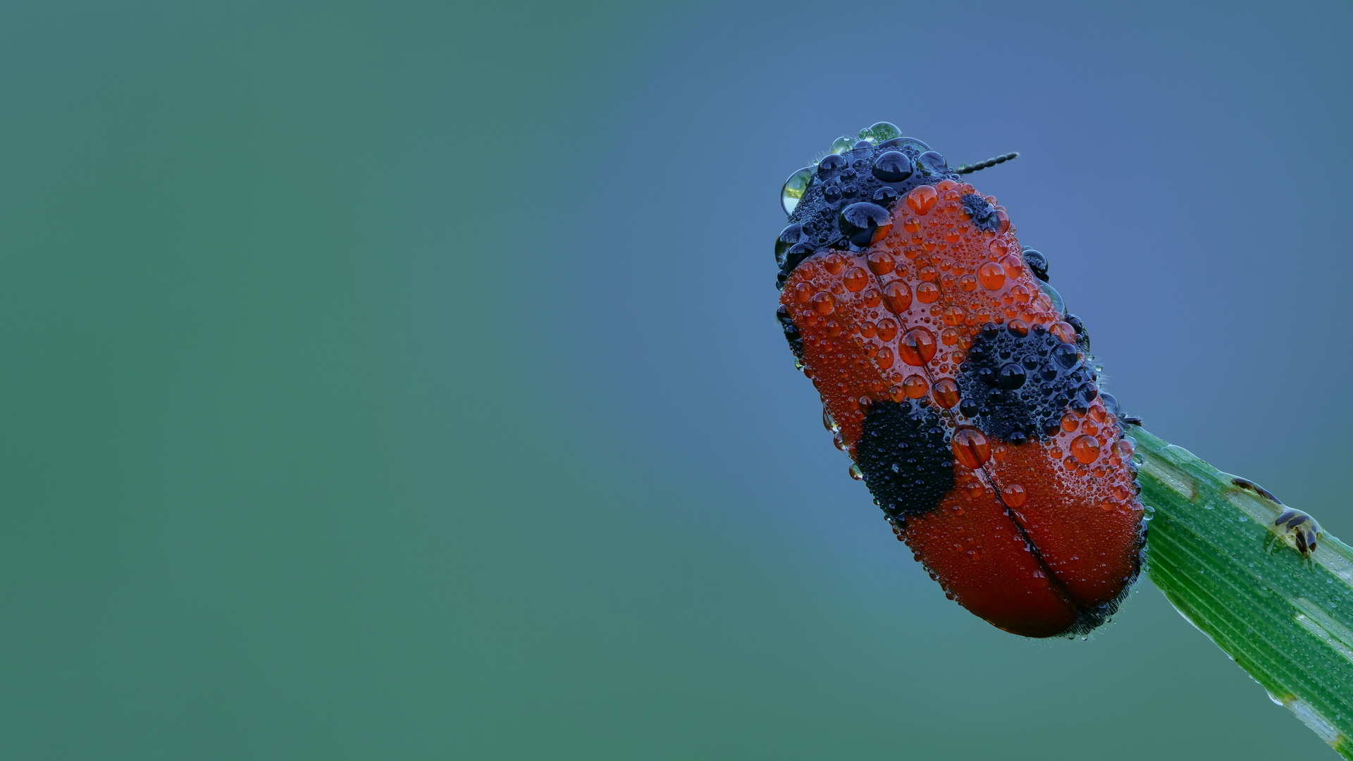 Karl der Käfer Foto & Bild | makro, grün, gras Bilder auf fotocommunity