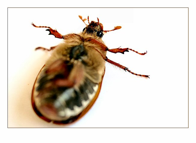 Karl, der Käfer Foto & Bild | tiere, wildlife, insekten Bilder auf ...