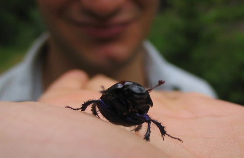 Karl Der Käfer Foto & Bild | tiere, tier und mensch, natur / mensch ...