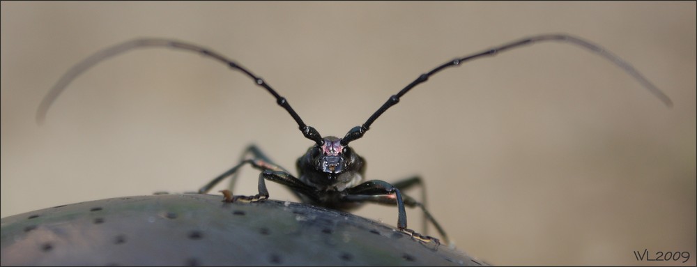 Karl der Käfer Foto & Bild | tiere, wildlife, insekten Bilder auf ...