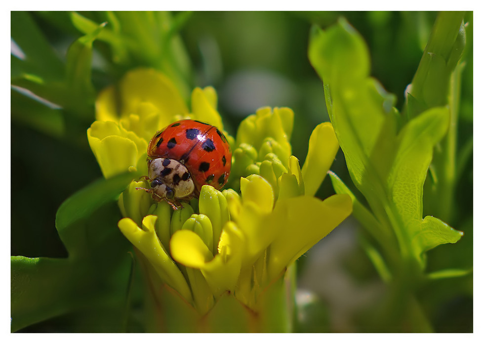 ...Karl der Käfer... Foto & Bild | tiere, wildlife, insekten Bilder auf ...