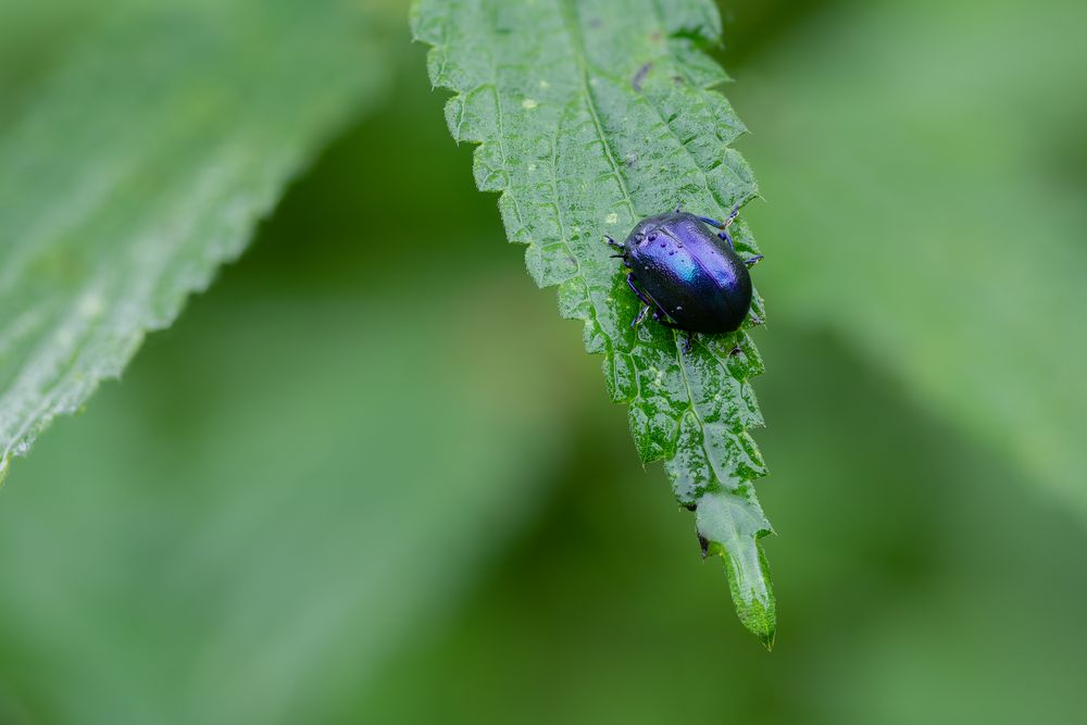 Karl der Käfer Foto & Bild | tiere, wildlife, insekten Bilder auf ...