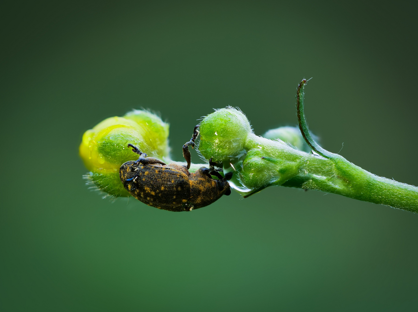 Karl der Käfer Foto & Bild | nah- & makro, tiere, wildlife Bilder auf ...