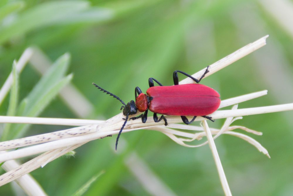 Karl der Käfer Foto & Bild | tiere, wildlife, insekten Bilder auf ...