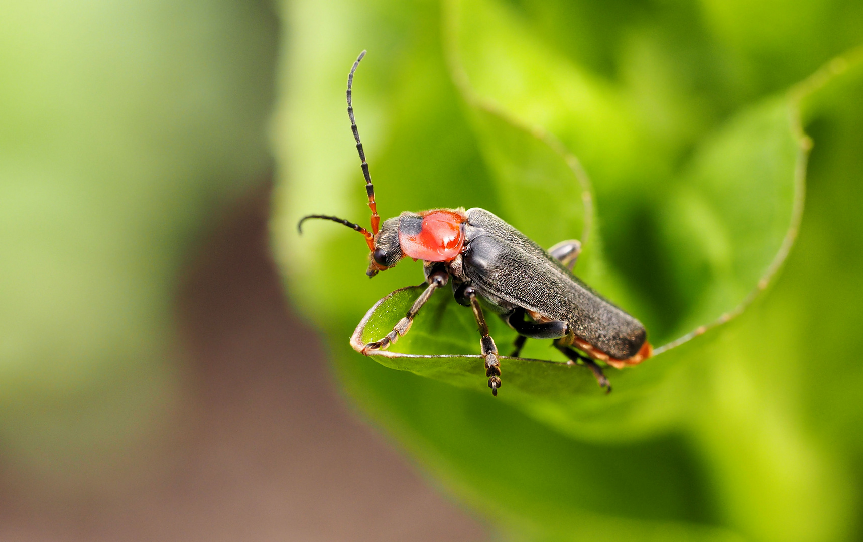 Karl der Käfer… Foto & Bild | fotos, natur, insekten Bilder auf ...