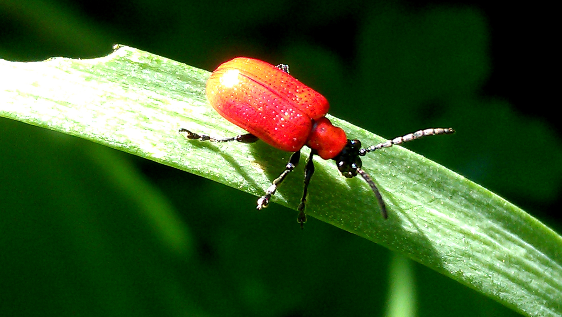 Karl der Käfer Foto & Bild | tiere, natur Bilder auf fotocommunity