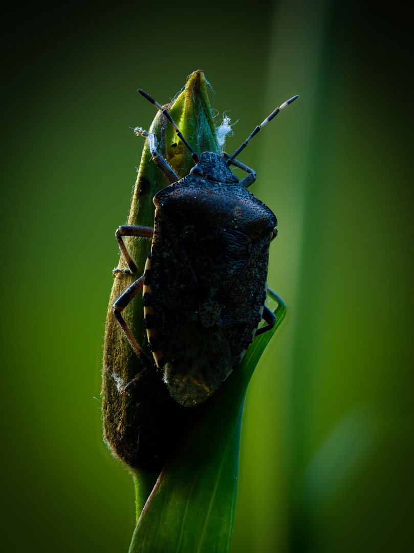 Karl der Käfer Foto & Bild | nah- & makro, tiere, wildlife Bilder auf ...