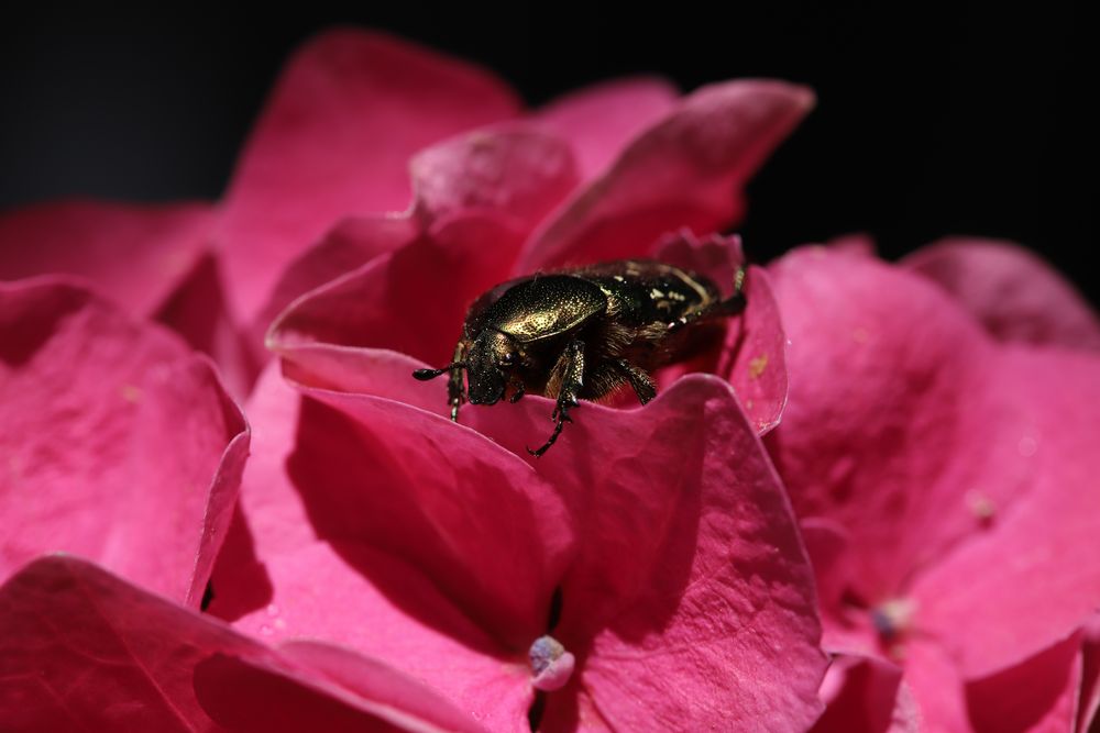 Karl der Käfer I Foto & Bild | tiere, wildlife, insekten Bilder auf ...