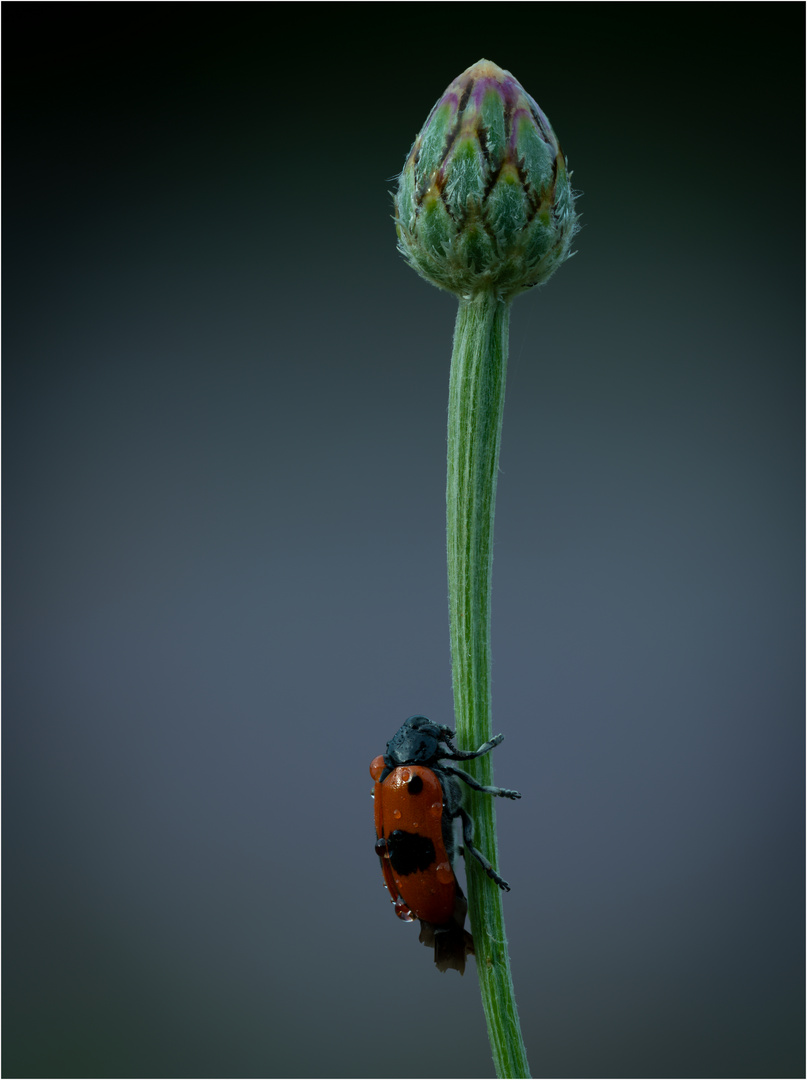 Karl der Käfer - ist ein Ameisensackkäfer Foto & Bild | spezial ...