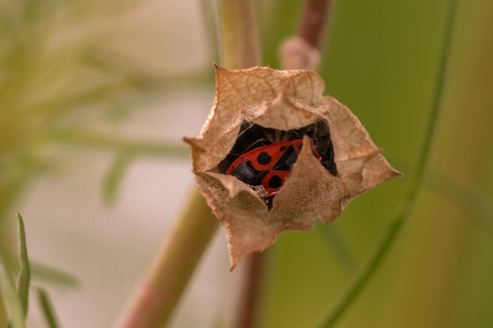Karl der Käfer ist schüchtern Foto & Bild | tiere, wildlife, insekten ...