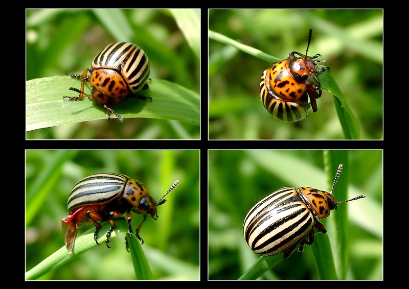 Karl der Käfer ;o) Foto & Bild | tiere, wildlife, insekten Bilder auf ...