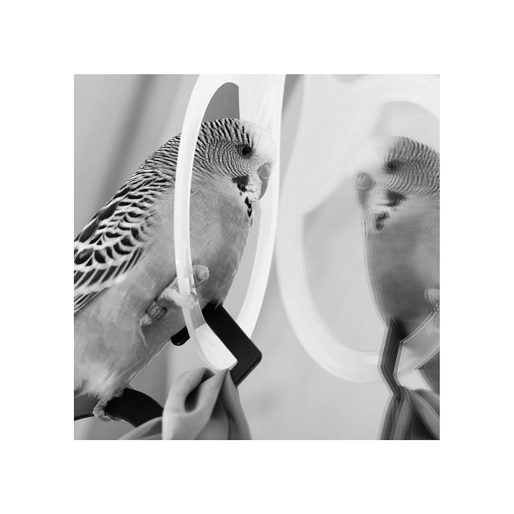 *Karlchen 01102015* (2) Foto & Bild | monochrom, bearbeitungs - techniken, tiere Bilder auf ...