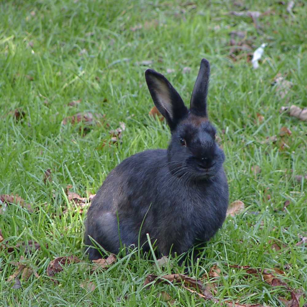 Karnickel Foto & Bild | tiere, wildlife, säugetiere Bilder auf ...