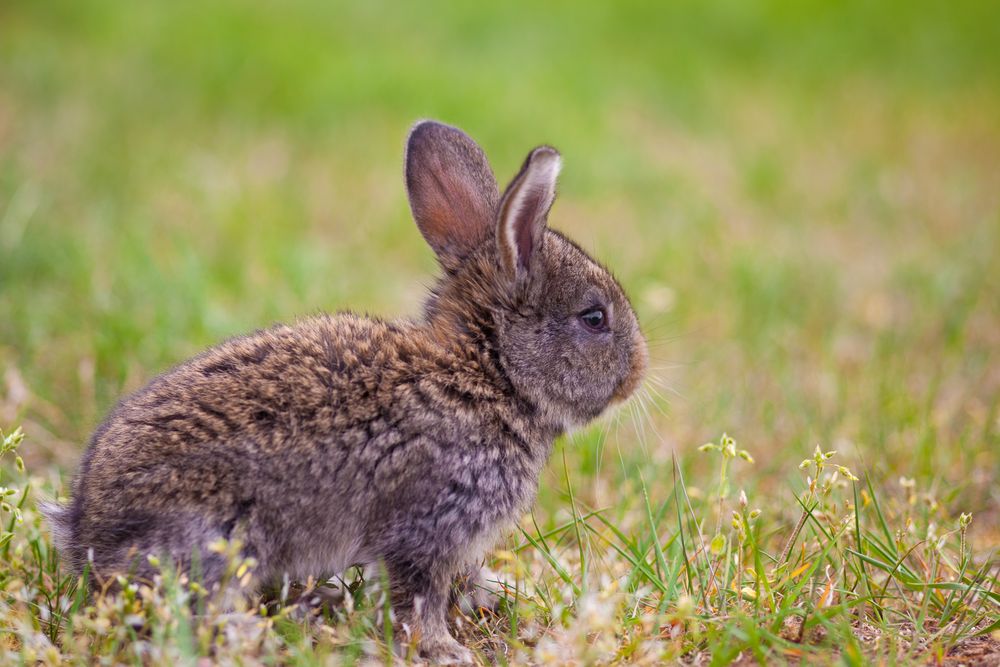 Karnickel Foto & Bild | tiere, tierkinder, natur Bilder auf fotocommunity