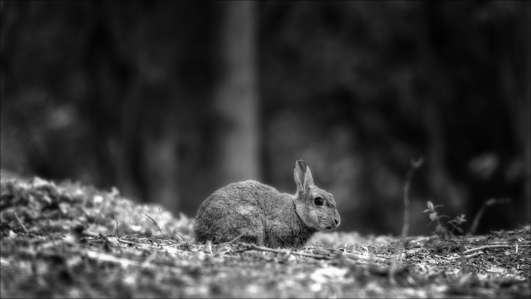 Karnickel Foto & Bild | tiere, wildlife, säugetiere Bilder auf ...
