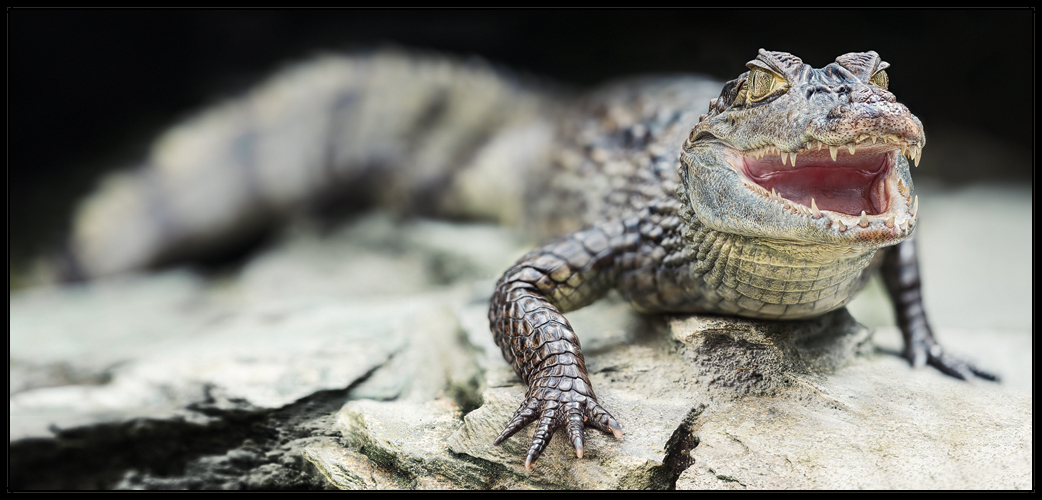 Karnivor Foto & Bild | tiere, zoo, wildpark & falknerei, amphibien ...