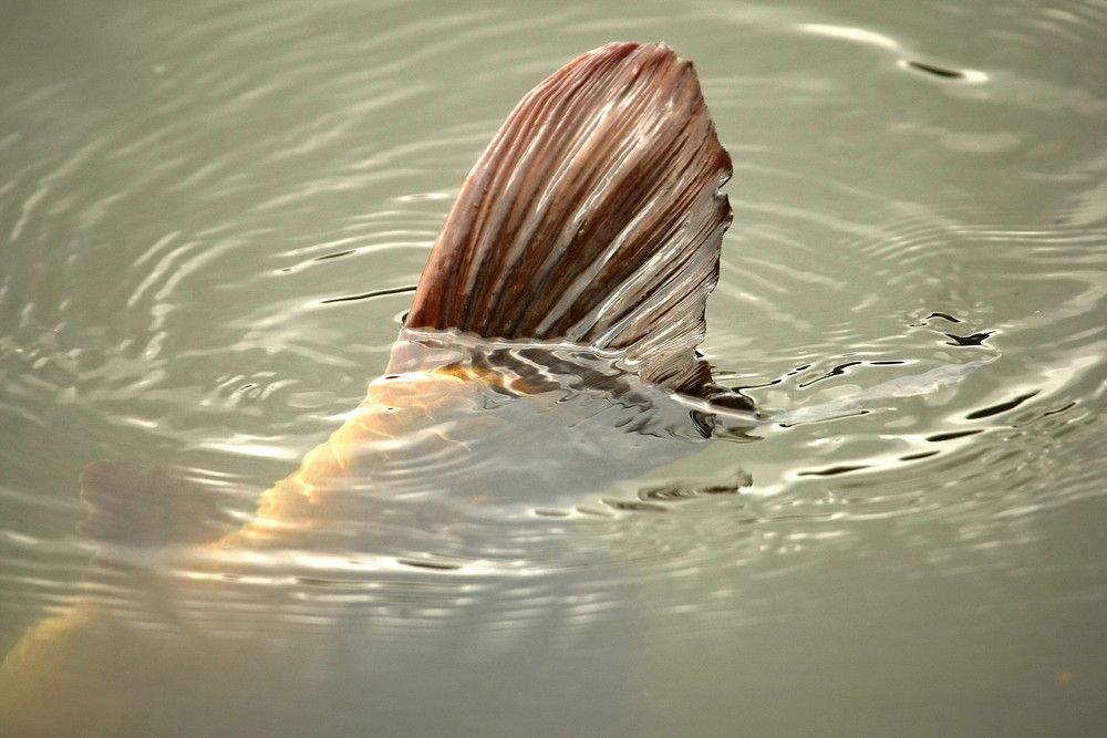 Karpfen-Flosse Foto & Bild | tiere, wildlife, fische Bilder auf ...