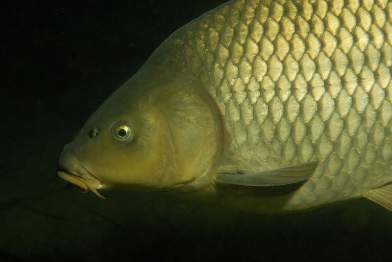 Karpfen im Rhein Foto & Bild | unterwasser, uw-süsswasser, natur ...