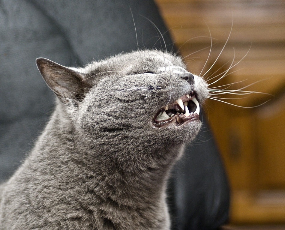 Karthäuser-Kater Foto & Bild | tiere, haustiere, katzen Bilder auf fotocommunity