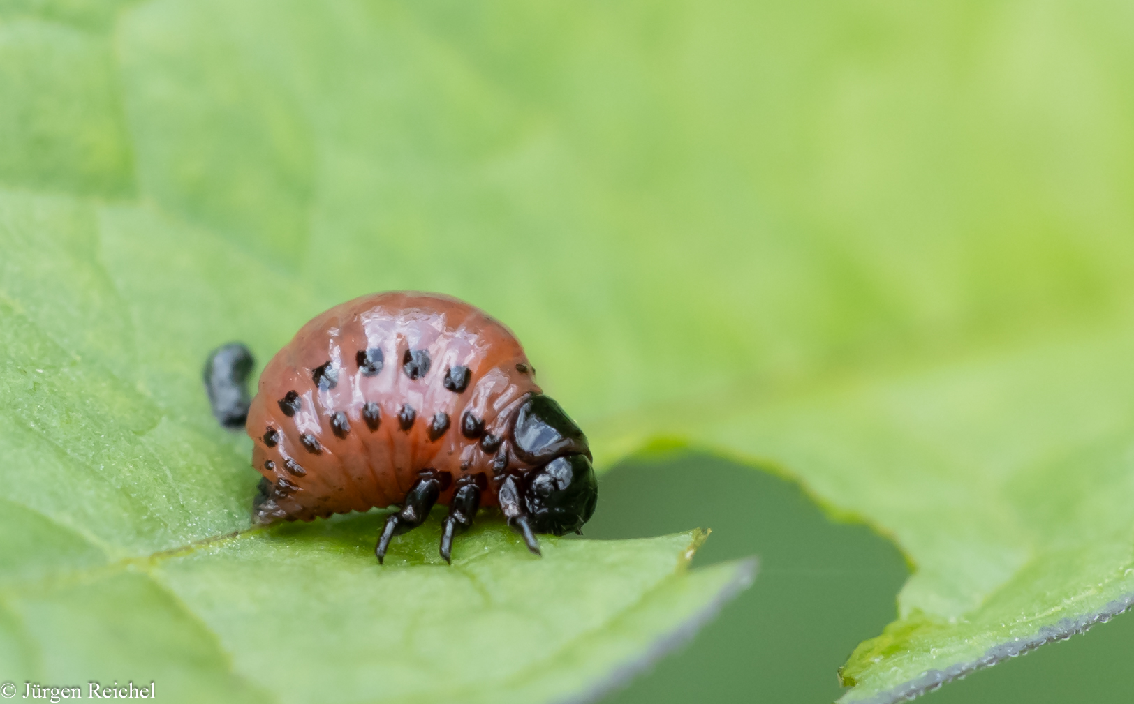 Kartoffelkäfer- Larve ( Leptinotarsa decemlineata ) Foto & Bild | natur ...
