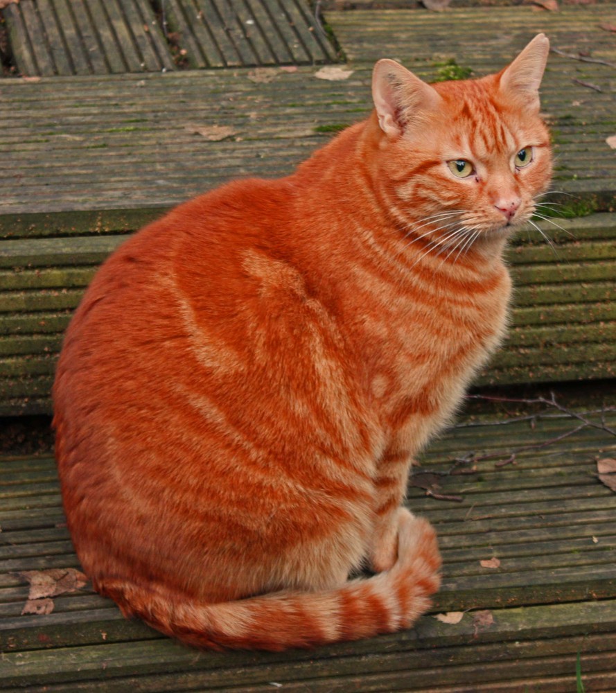 Kasimir Foto & Bild | tiere, haustiere, katzen Bilder auf fotocommunity