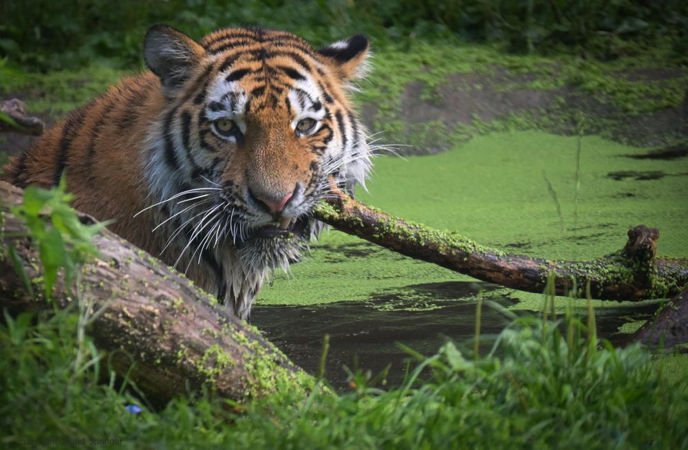 Kasimir mit Pfeife Foto & Bild | tiere, zoo, wildpark & falknerei ...