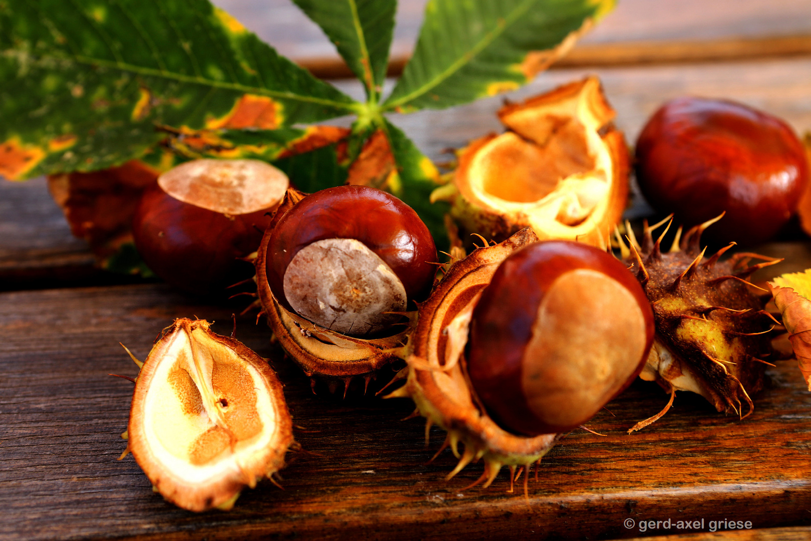 Kastanie # 0021 Foto & Bild | natur, herbst, pflanzen Bilder auf ...