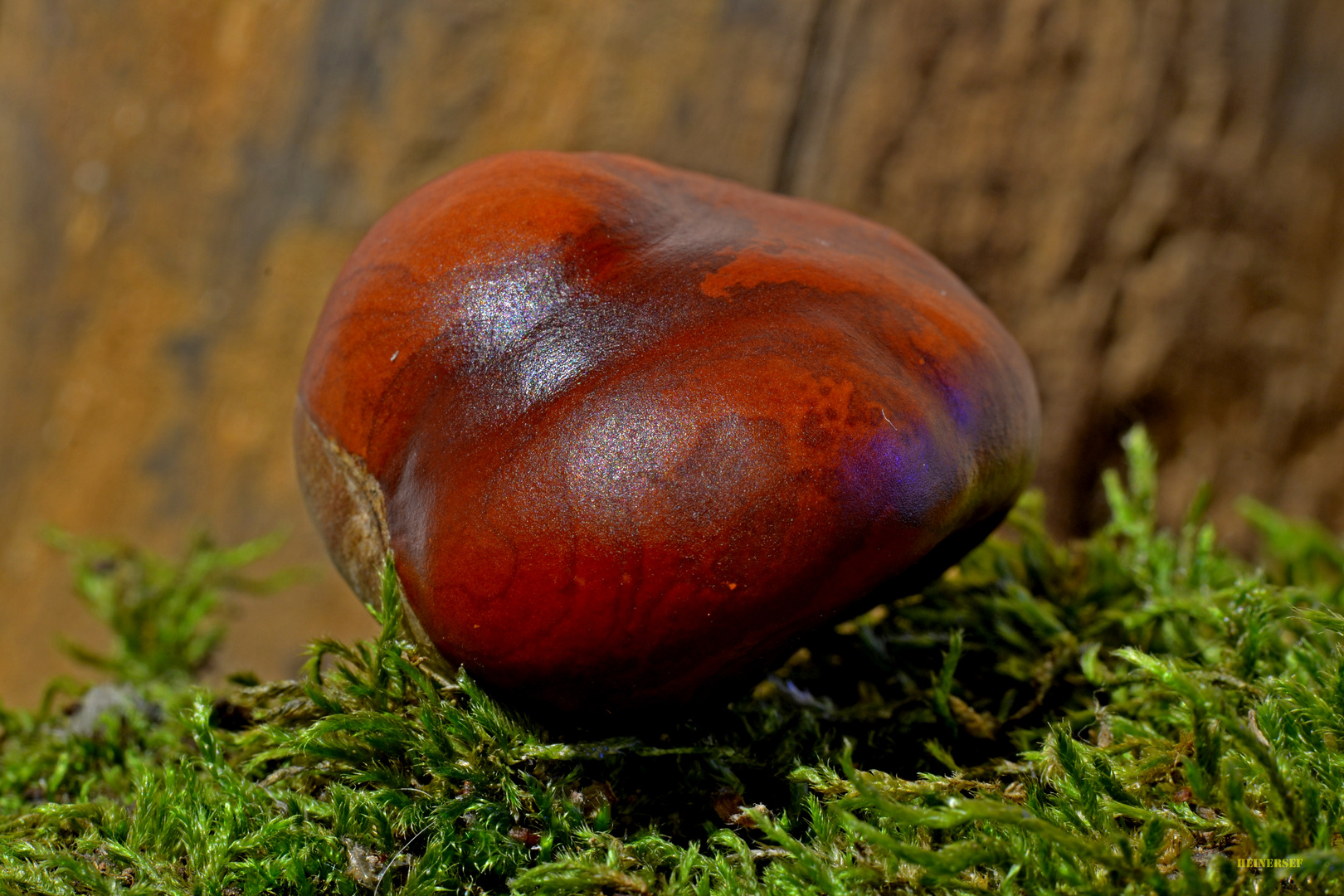 Kastanie Foto & Bild | natur, kastanie Bilder auf fotocommunity