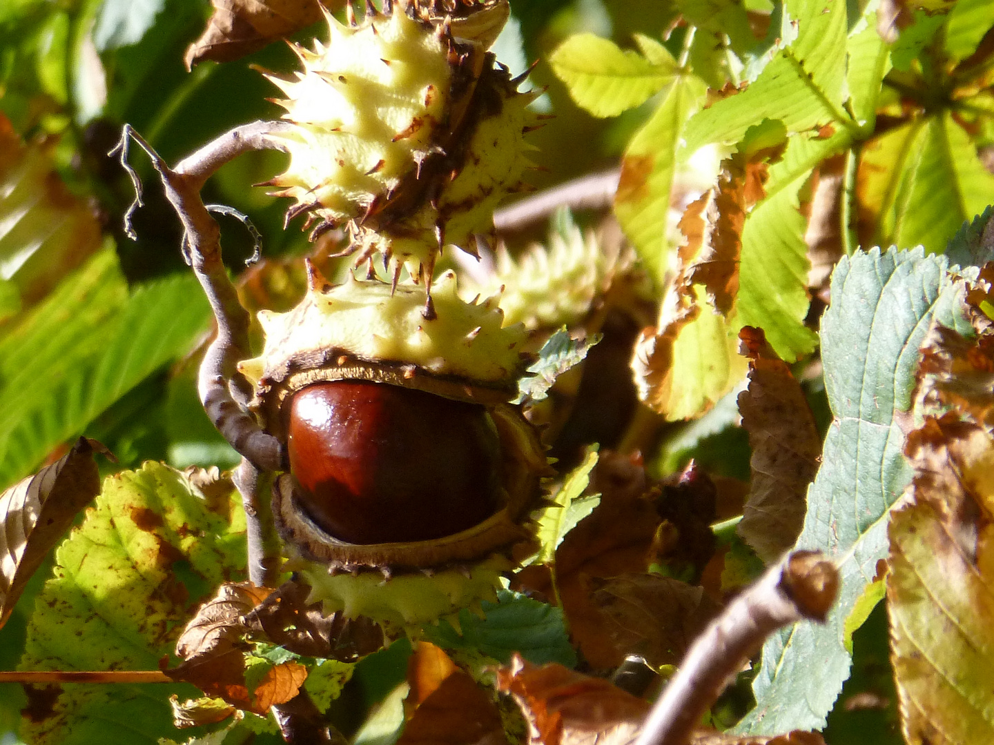 Kastanie Foto & Bild | pflanzen, pilze & flechten, bäume, laubbäume ...
