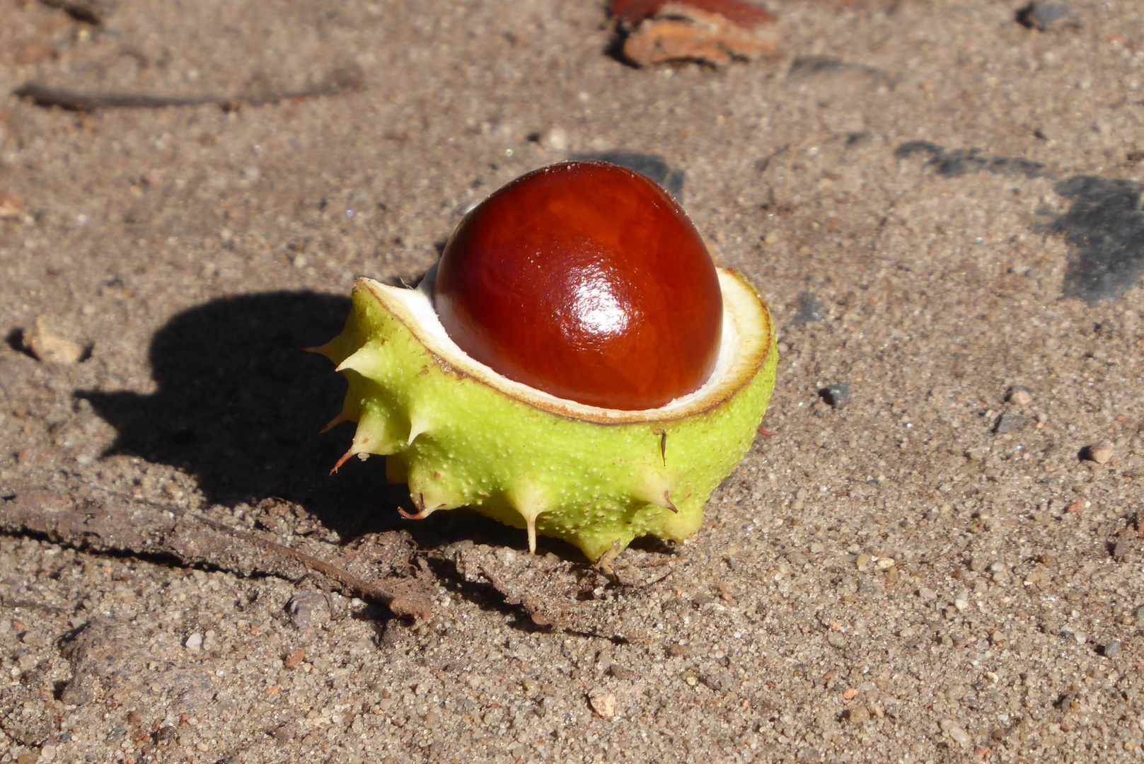 Kastanie Foto & Bild | pflanzen, pilze & flechten, bäume, früchte und ...