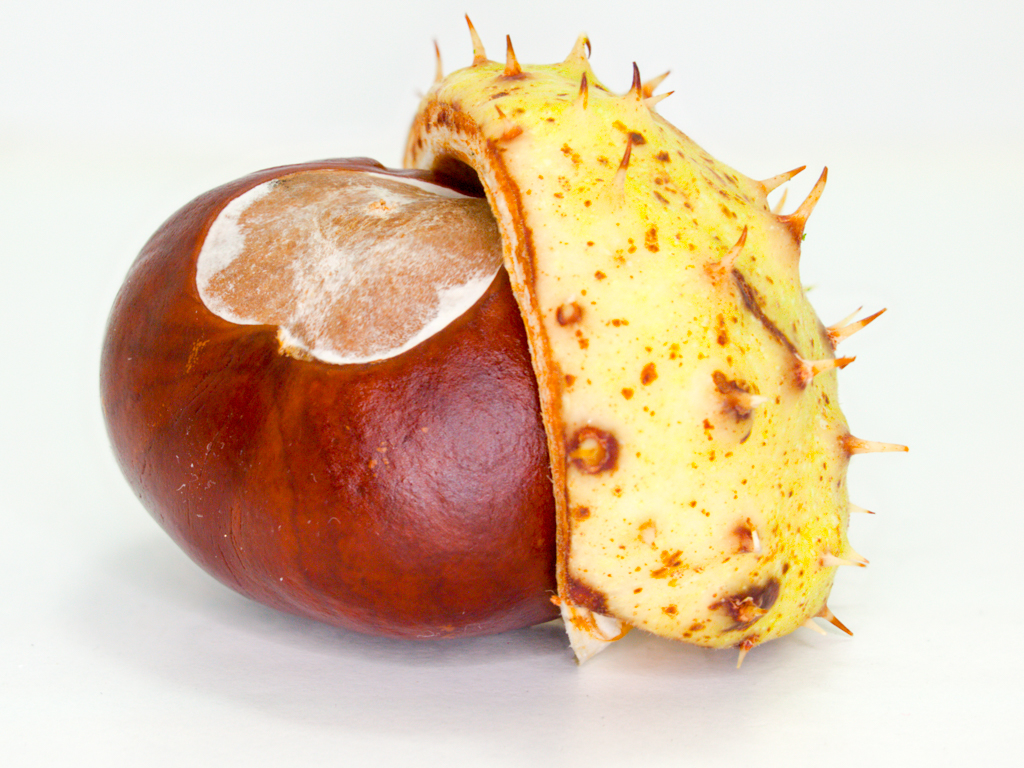 Kastanie Foto & Bild | jahreszeiten, herbst, makro Bilder auf fotocommunity